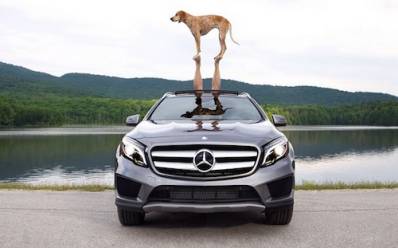 “Operation Santa Paws” brings Christmas fun to dogs & their owners on ...