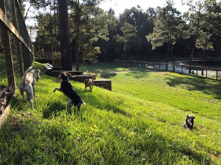Barking Springs Dog Ranch by Gallery Photos The Woodlands Tx Business ...