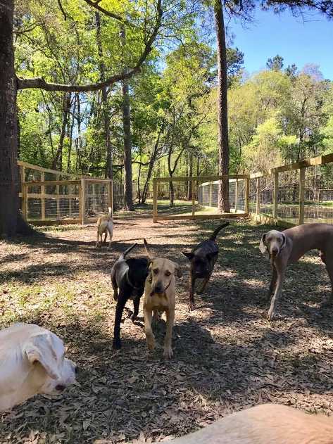 Barking Springs Dog Ranch by Gallery Photos The Woodlands Tx Business ...