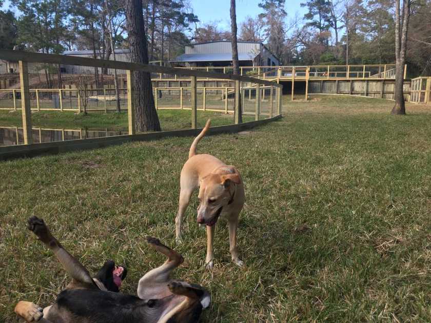 Barking Springs Dog Ranch by Gallery Photos The Woodlands Tx Business ...