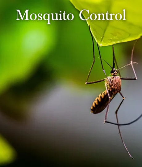 Bugstoppers Pest Control by Bugstoppers Pest Control Photos Photos The ...